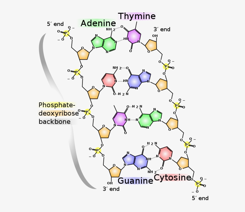 Chemical Structure Of Dna - Dna Molecule Structure Model - Free ...