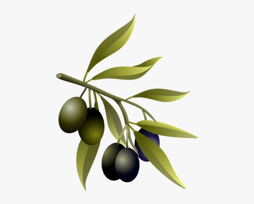 Olive Branch Stickers - Olive Tree Branch Real - Free Transparent PNG ...