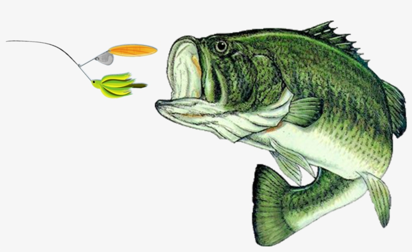 Largemouth Bass Png - Largemouth Bass Fish Png - Free Transparent PNG ...