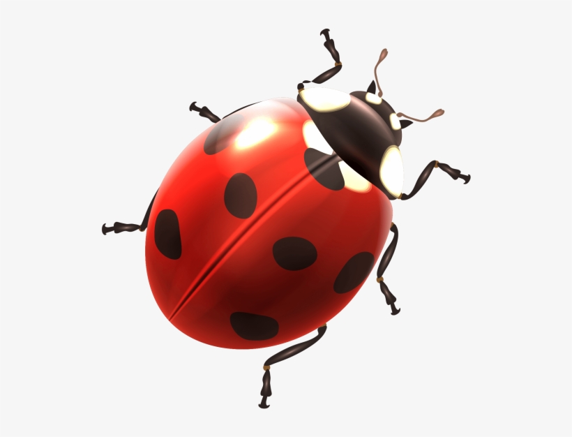 Ladybug - Free Transparent PNG Download - PNGkey