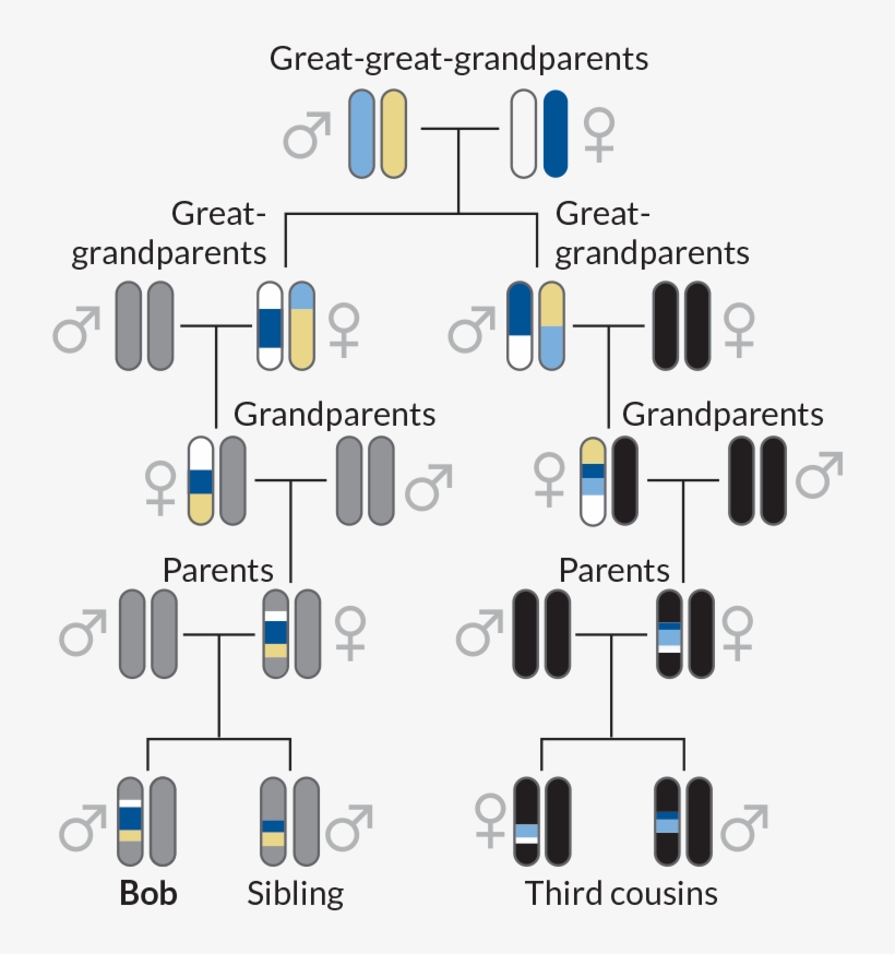 730 X 801 1 - Third Cousins Family Tree - Free Transparent PNG Download ...