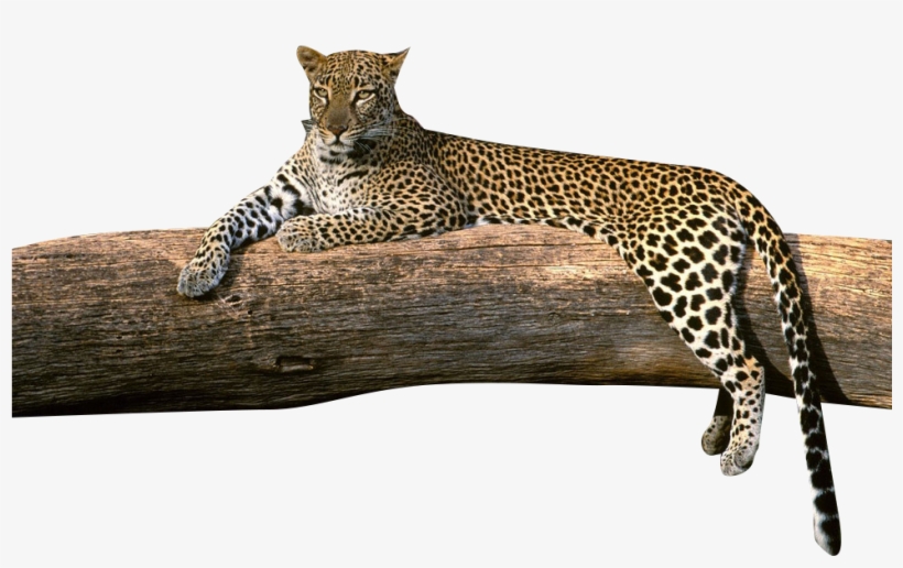 Download Transparent Png - High Resolution Leopard Png - Free ...