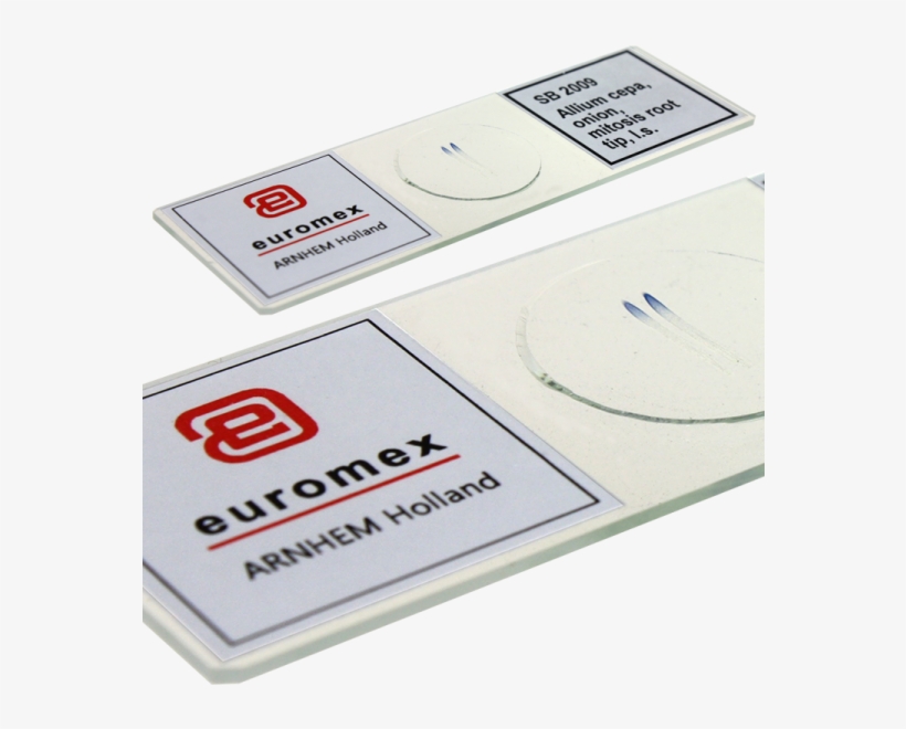 Prepared Slides - Label - Free Transparent PNG Download - PNGkey