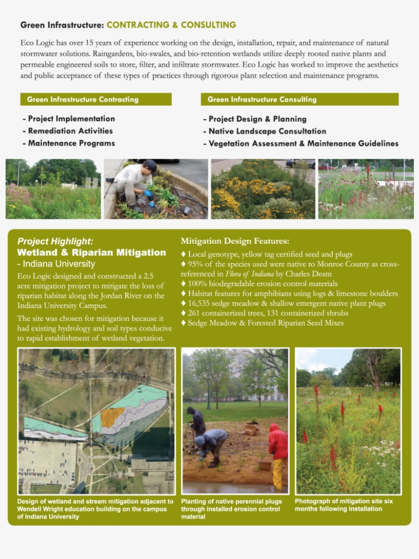 Green Infrastructure - Tree - Free Transparent PNG Download - PNGkey