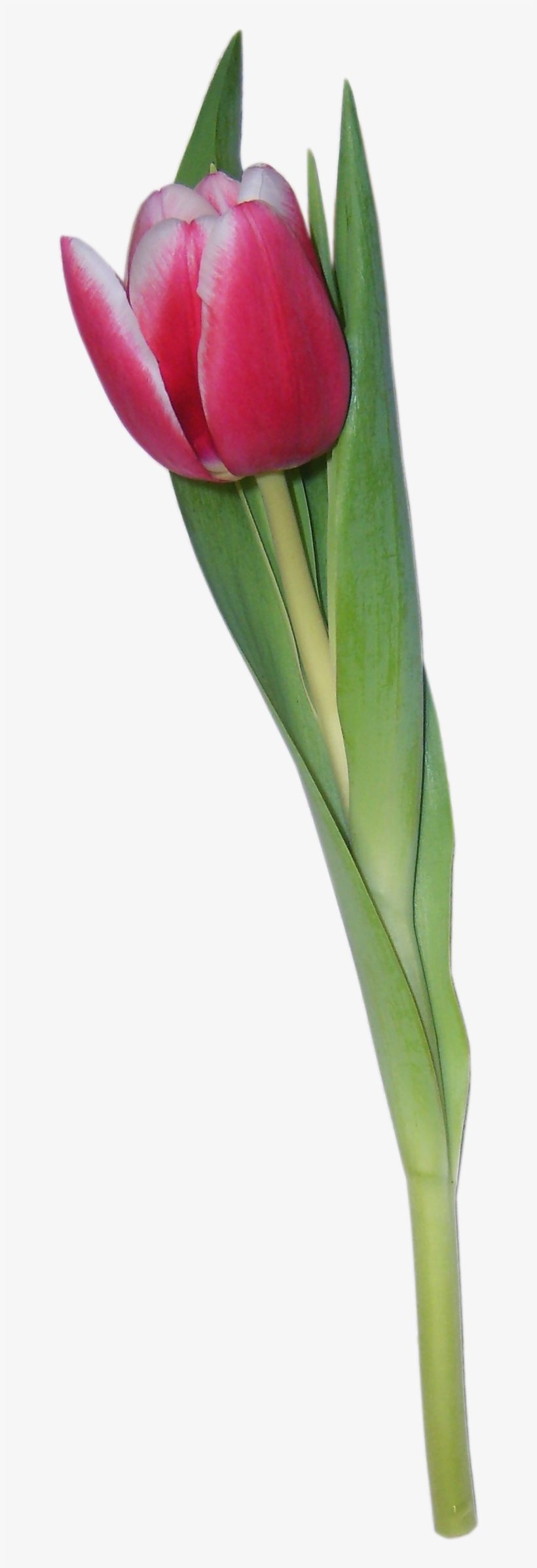 Tulip - Free Transparent PNG Download - PNGkey