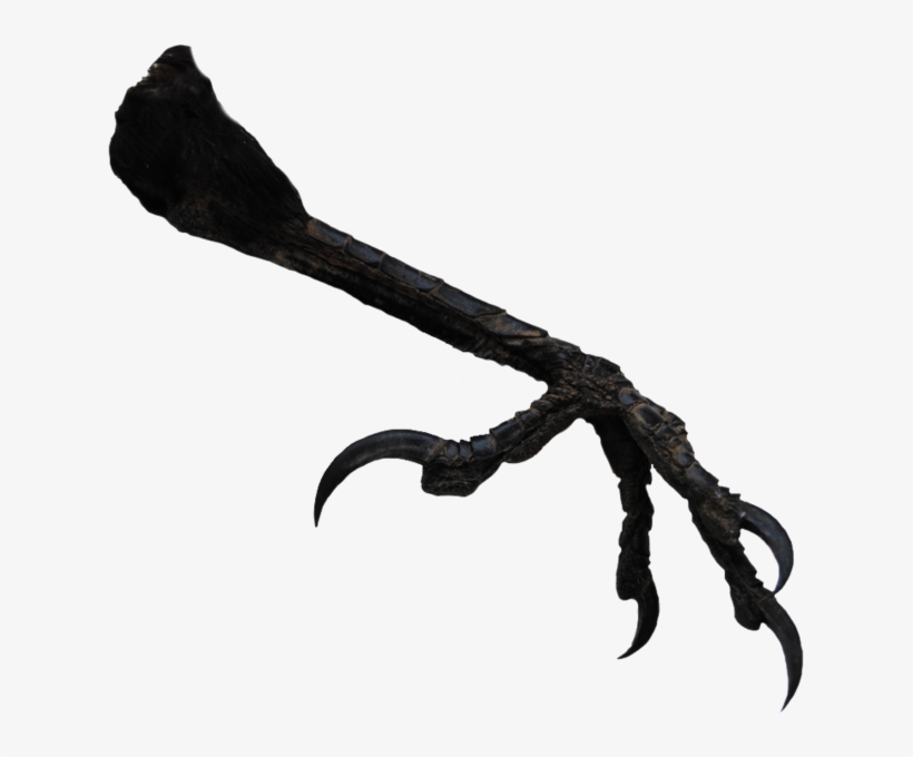 Crows Foot - Illustration - Free Transparent PNG Download - PNGkey