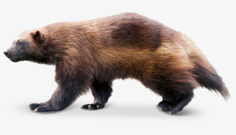 Tierpark Hellabrunn - Wolverine Animal Transparent - Free Transparent ...
