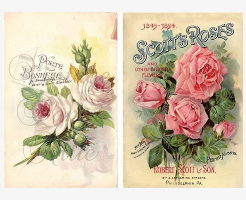 Advertisement For Roses - Free Transparent PNG Download - PNGkey