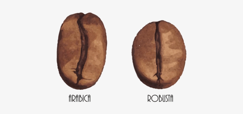 Coffee Bean Types - Granos De Cafe Arabica Y Robusta - Free Transparent ...