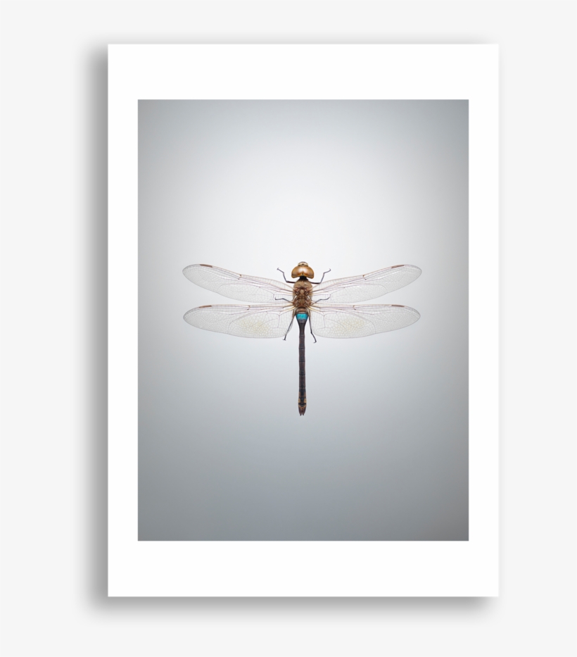 Net-winged Insects - Free Transparent PNG Download - PNGkey