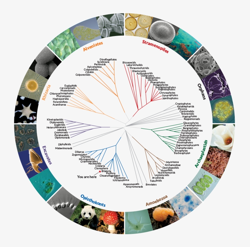 A New Tree Of Life No Branches Or Roots Required - Tree Of Life Biology ...