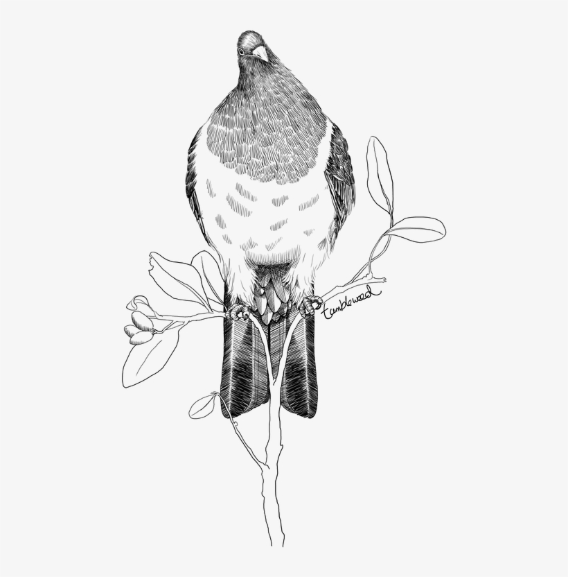 Kereru - Sketch - Free Transparent PNG Download - PNGkey