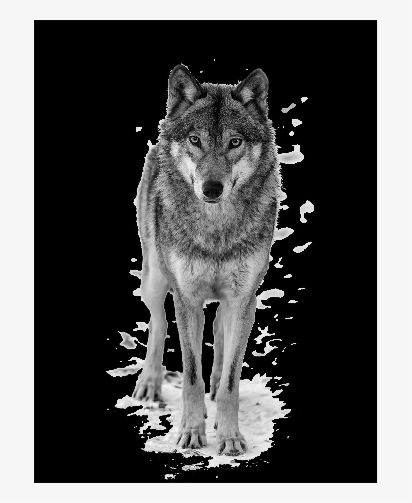 Wolf - Free Transparent PNG Download - PNGkey