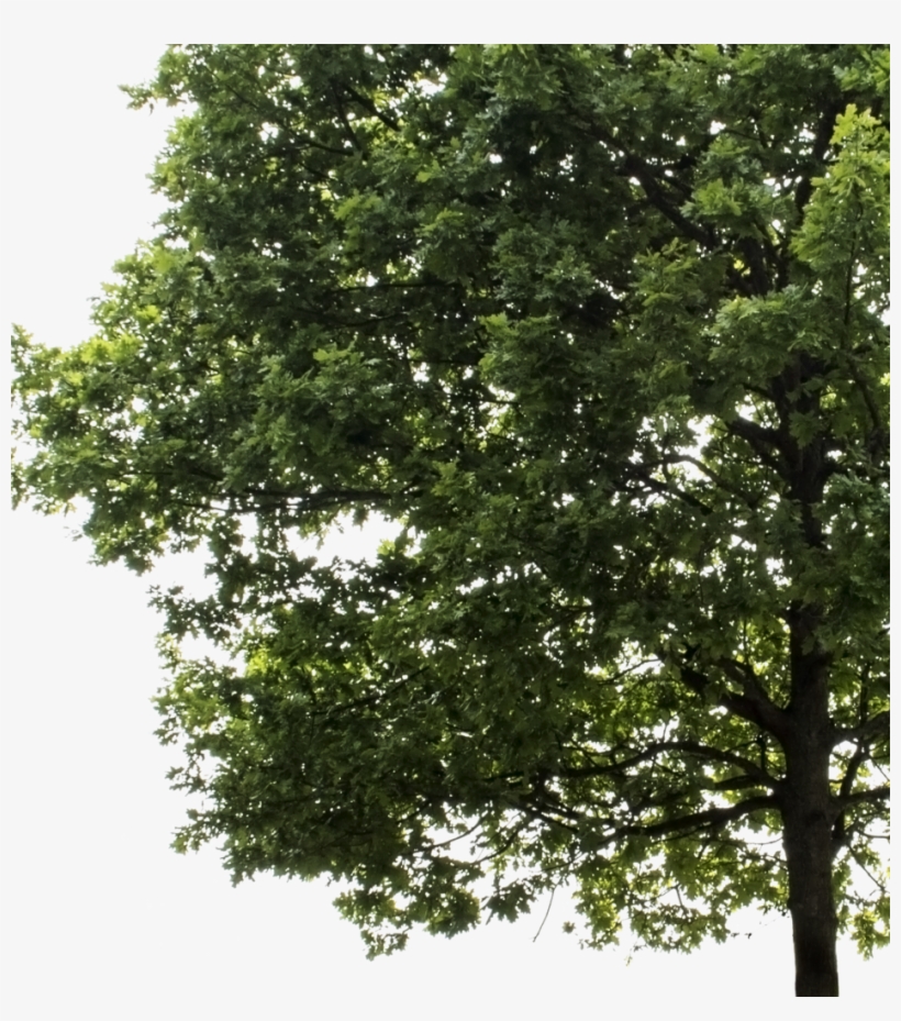 Oak Tree - Free Transparent PNG Download - PNGkey