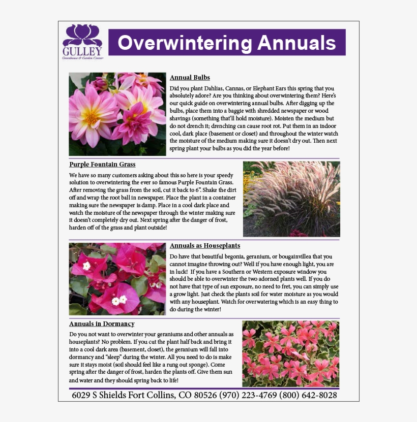 Overwintering-annuals - African Daisy - Free Transparent PNG Download ...