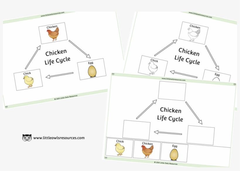 Chicken Life Cycle Cover - Free Transparent PNG Download - PNGkey