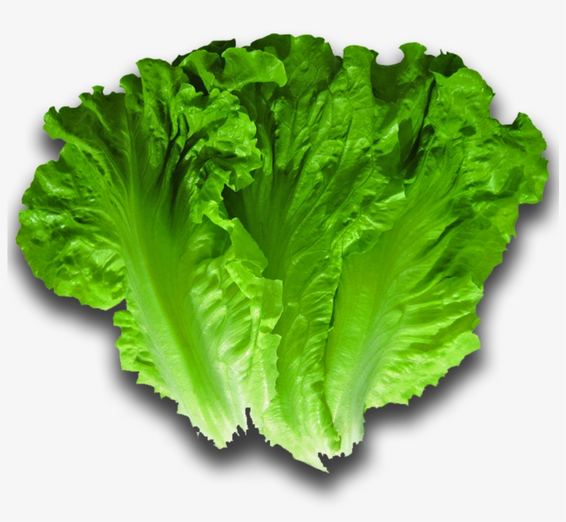Romaine Lettuce - Lettuce - Free Transparent PNG Download - PNGkey