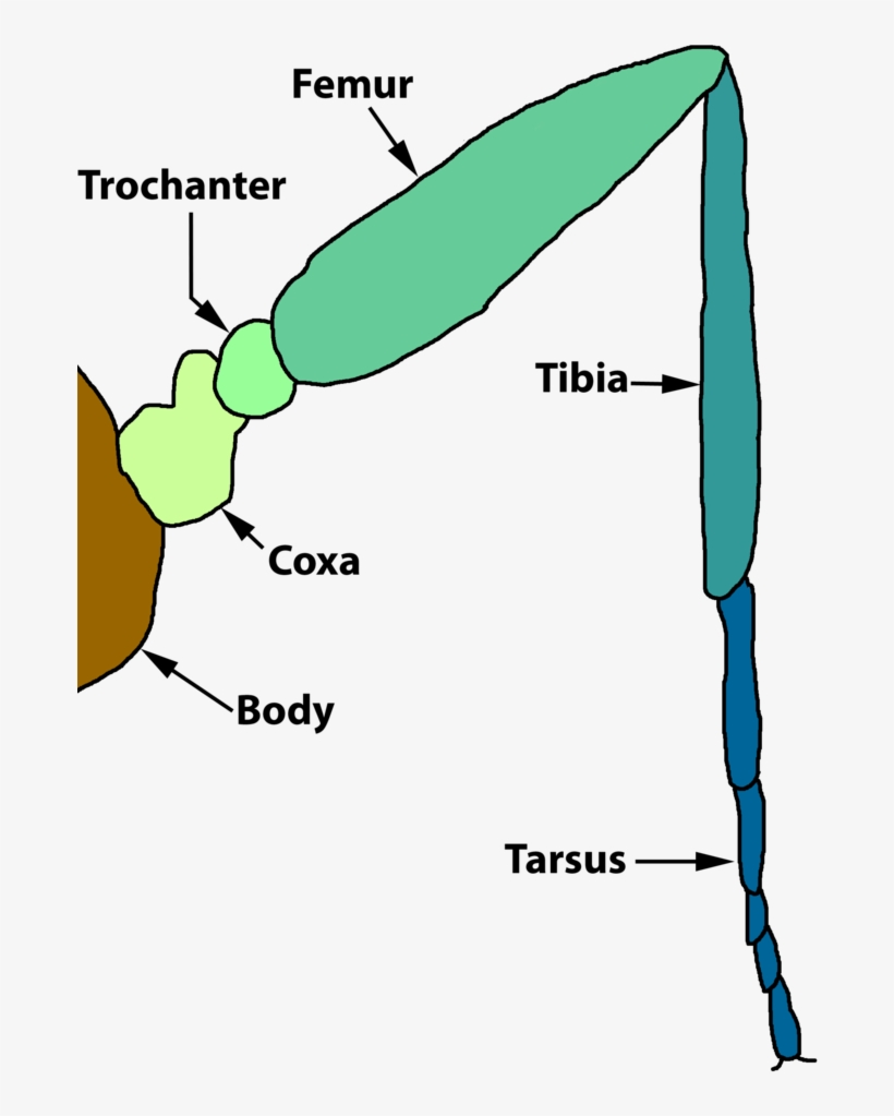 File - Insectleg - Insect Leg Parts - Free Transparent PNG Download ...