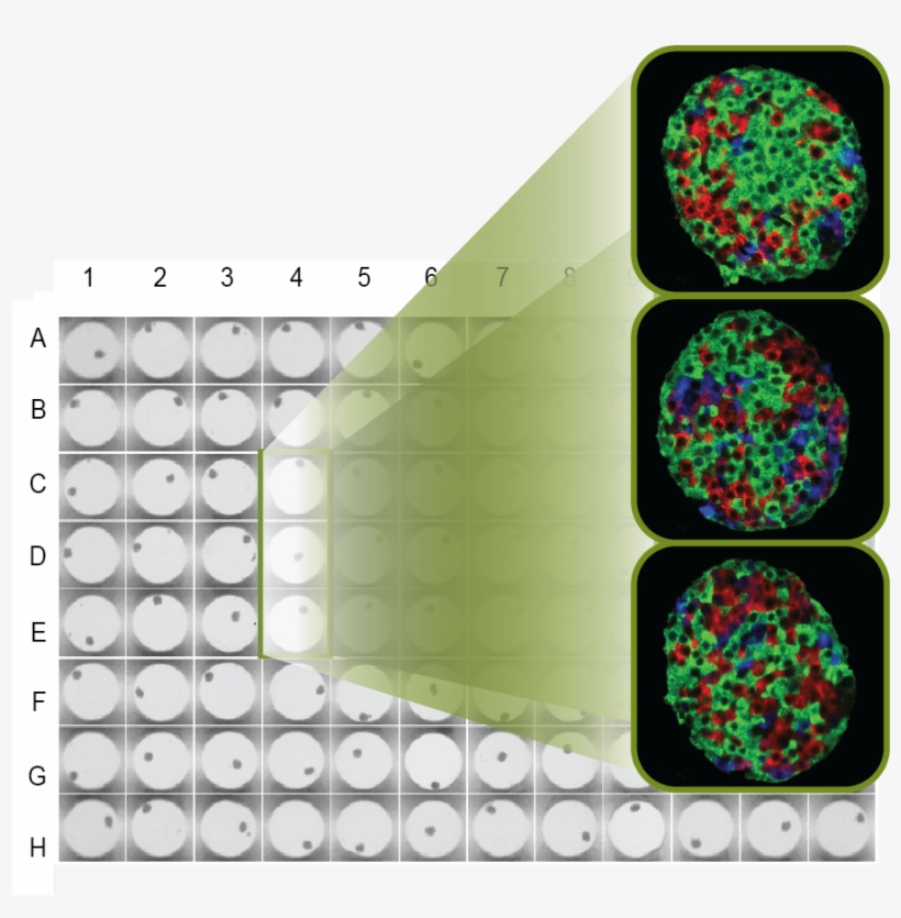 Stop Hand Picking Islets And Substantially Reduce Assay - Insphero ...
