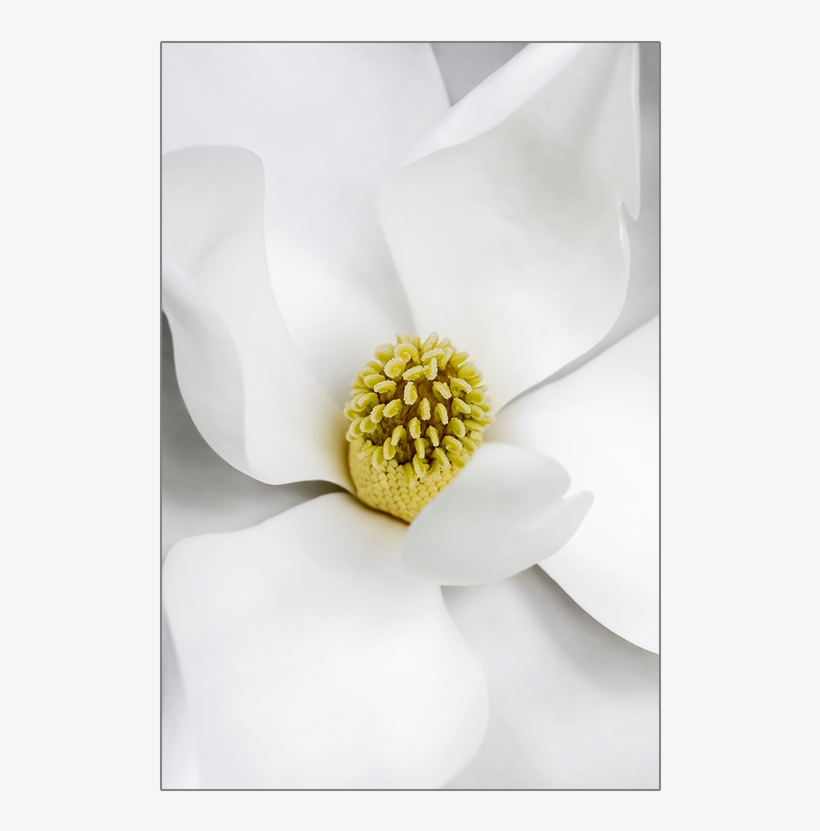 Magnolia - Buttercup - Free Transparent PNG Download - PNGkey