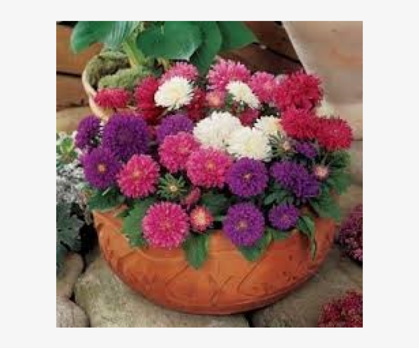 Aster- Annual Pot & Patio Mix Flower Seeds - Free Transparent PNG ...