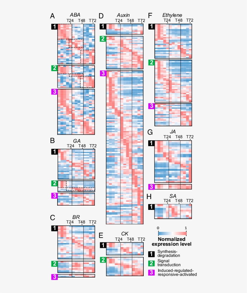 Expression Patterns Of Hormone-related Genes - Free Transparent PNG ...