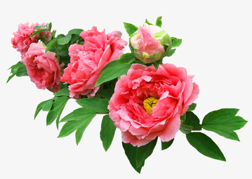 Free - Free Transparent PNG Download - PNGkey