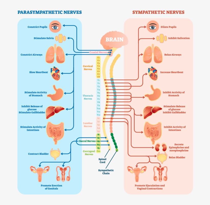 Its Resources Without Replenishing Them - Nerve System Diagram Labeled ...