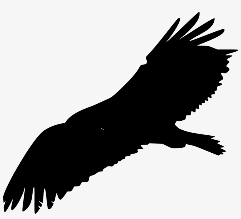 Eagle - Bald Eagle No Background - Free Transparent PNG Download - PNGkey