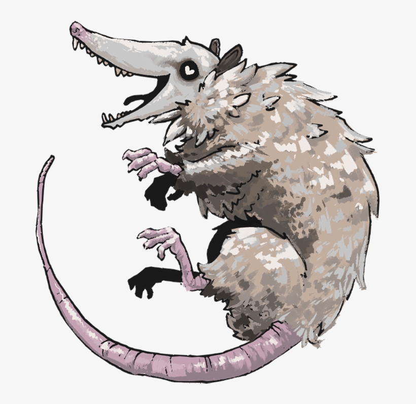 Opossum - Illustration - Free Transparent PNG Download - PNGkey