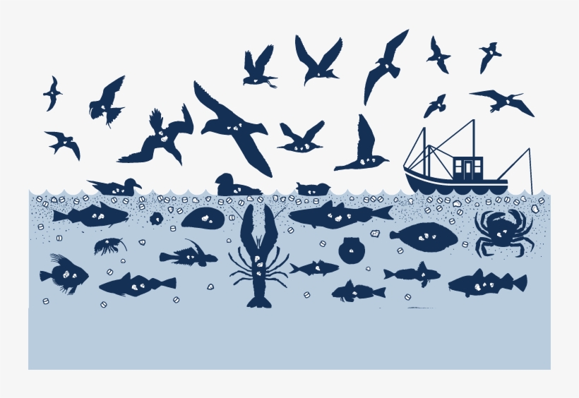 Eaten-by - Plastic Entering The Food Chain - Free Transparent PNG ...