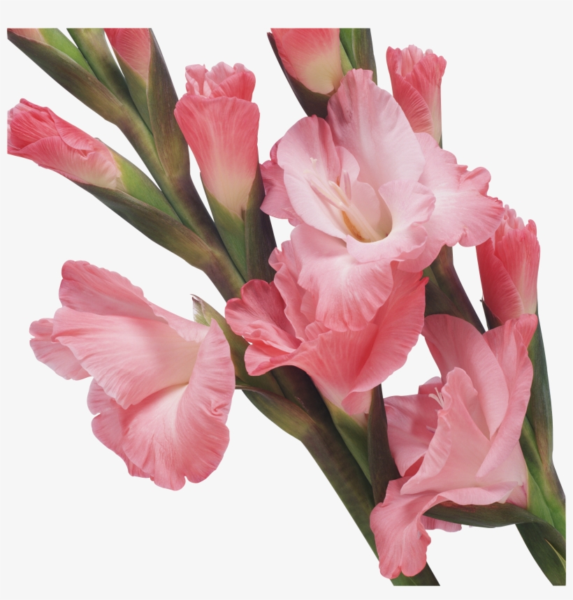 Картинка В Png - Pink Iris Transparent - Free Transparent PNG Download ...
