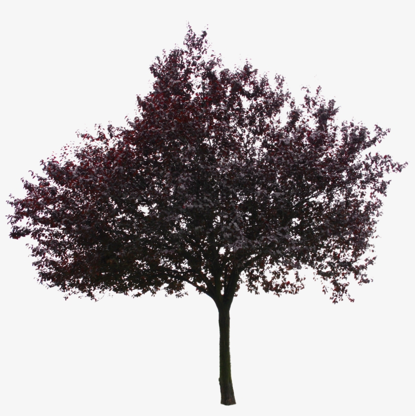2d Trees - Free Transparent PNG Download - PNGkey