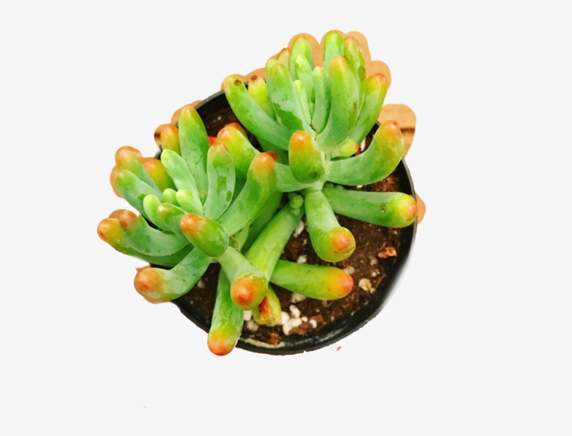 Sedum Pachyphyllum - Rainbow Jellybean - Sedum Rubrotinctum - Free ...