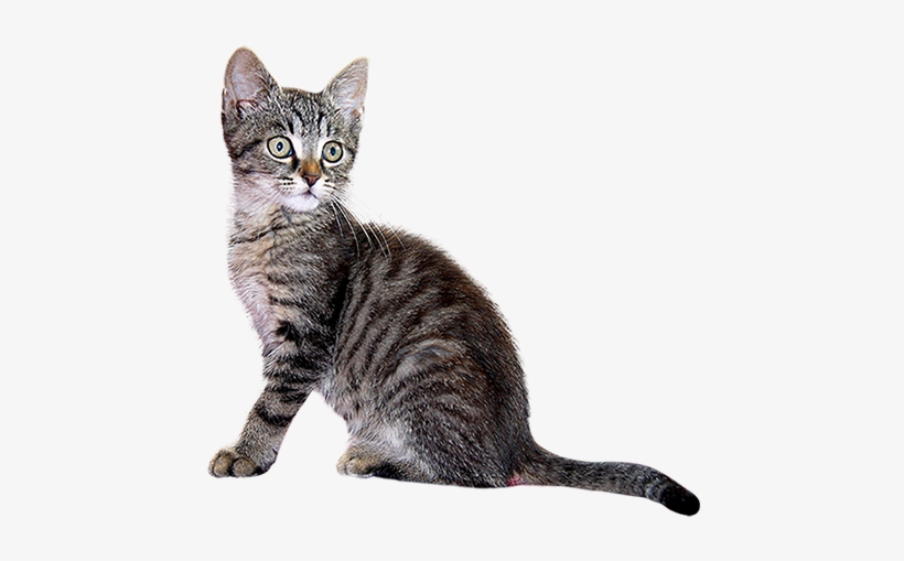 Kittens Transparent Gray - Grey Kitten Png - Free Transparent PNG ...