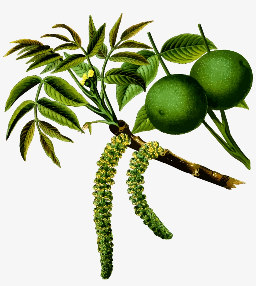 This Free Icons Png Design Of Walnut Tree 2 - Free Transparent PNG ...