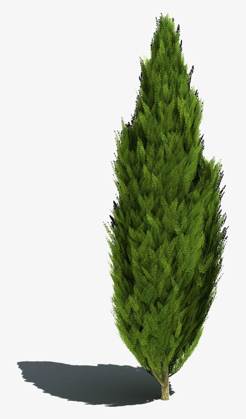 Cutout Plant Shrub Landscape Sketch, Landscape Architecture ...