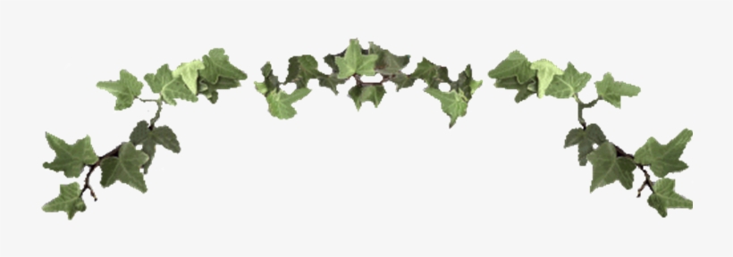 Ivy Clipart Vine - Ivy Border Transparent Png - Free Transparent PNG ...
