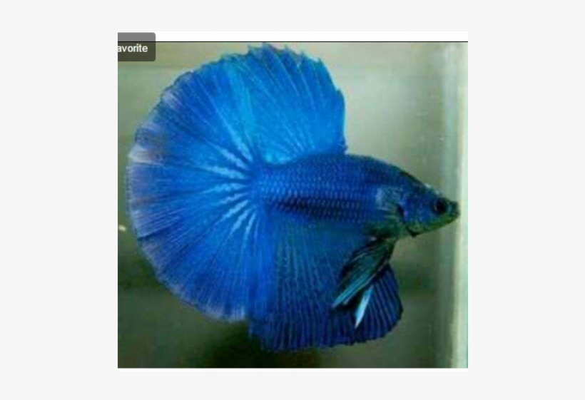 Full Moon Betta Fish, Kolhapur, Maharashtra, India - Betta Super Media ...