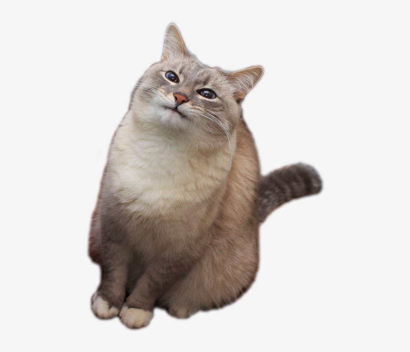 Blin Cat - Free Transparent PNG Download - PNGkey