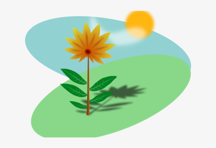 Sunshine Clipart Summer - Clipart Sunlight To Plants - Free Transparent ...