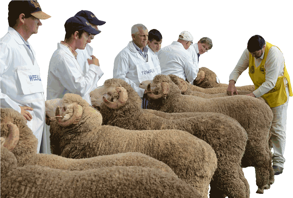 Download Midstate Merinos Field Day Hogget Competition - Sheep PNG ...