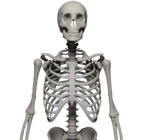Download Skeleton Png PNG Image with No Background - PNGkey.com