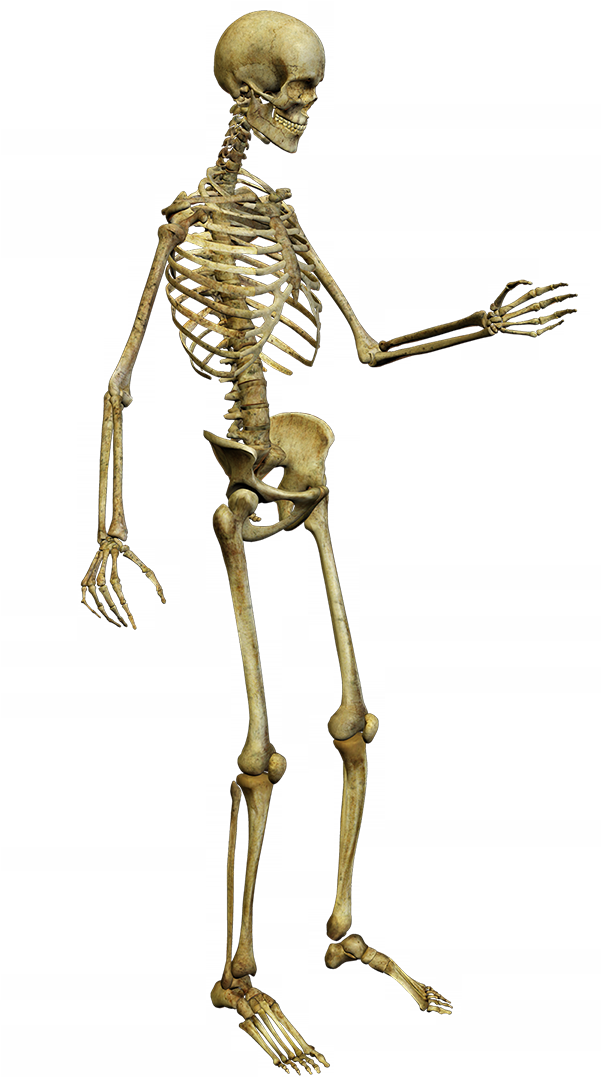 Download Free Pictures Of Skeletons For Kids, Download Free - Skeleton ...