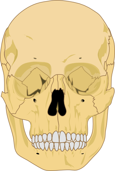 The Editing Of The Human Skull - Human Skull Clipart - Free Transparent ...