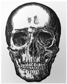 Download Academic Drawing Skull - Drawing PNG Image with No Background ...