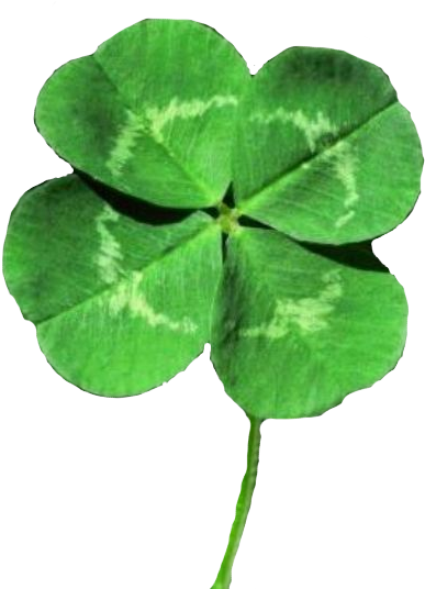 Four Leaf Clover - Four Leaf Lucky Clover - Free Transparent PNG ...