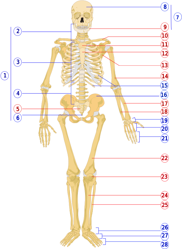 Human Skeleton Front Numbered - Skeletal Anatomy Of The Human Body ...