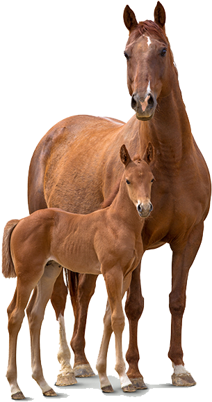Download And Foal Transparent Pluspng - Horse PNG Image with No ...