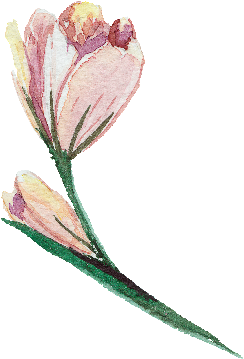 Elegant And Transparent Watercolor Flowers - Watercolor Painting - Free ...